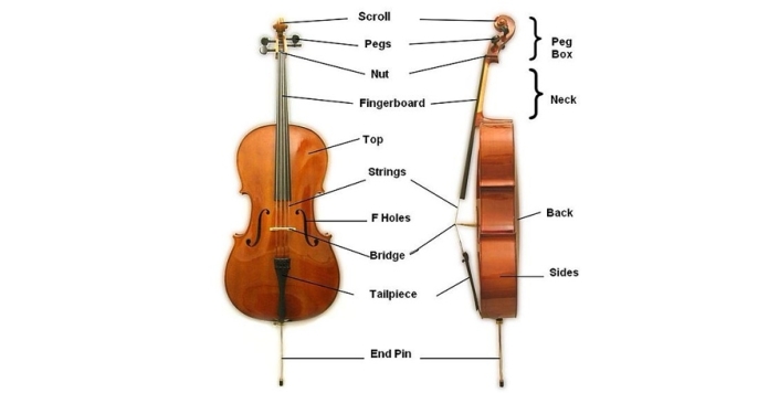 Violoncelle : Définition, Fonctionnement, Apprentissage